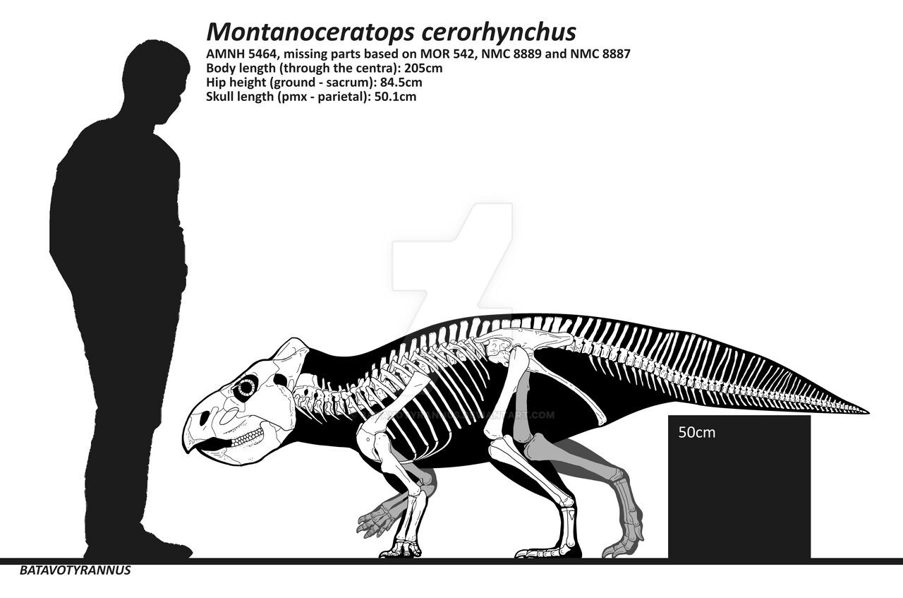 leptoceratops skeleton