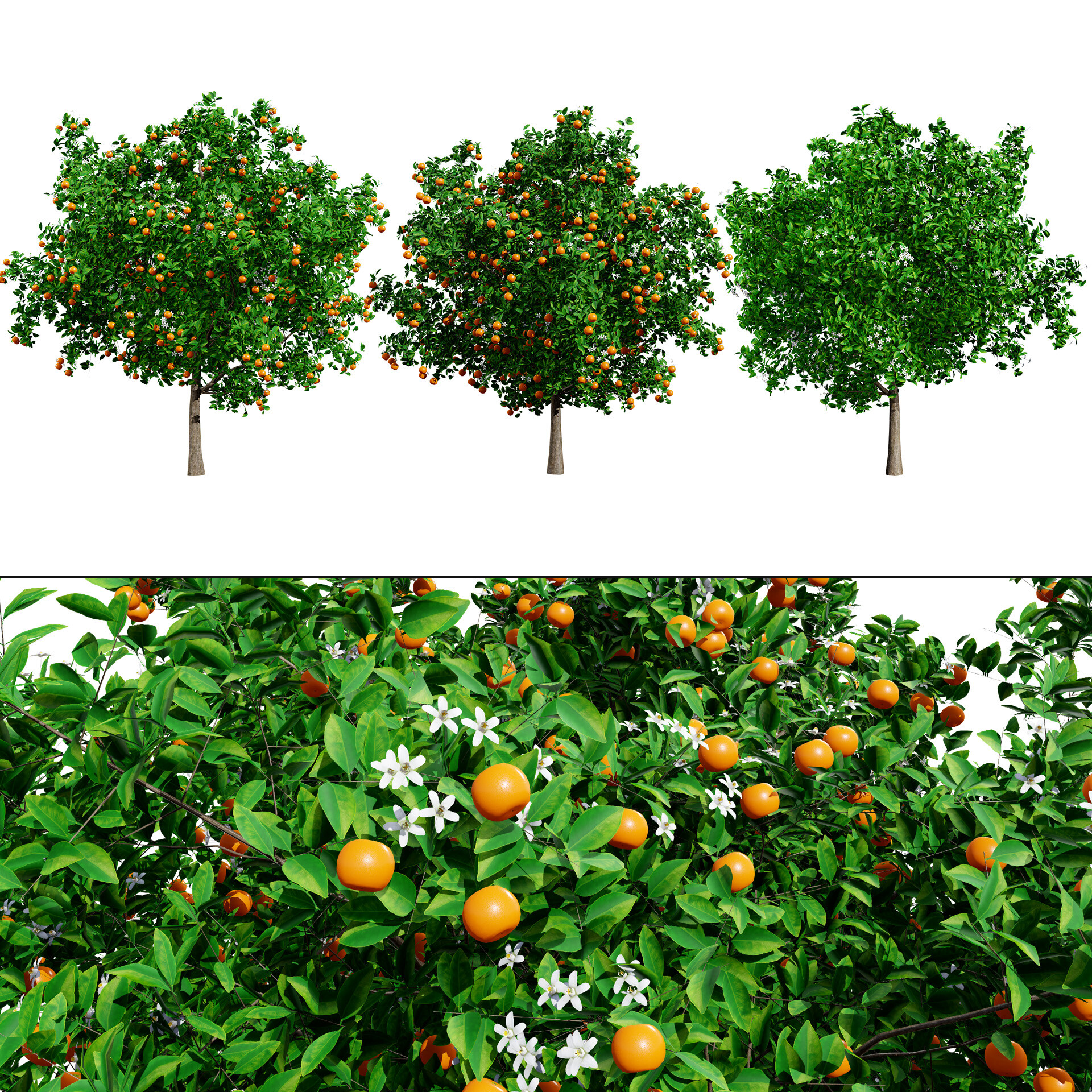 ArtStation - Orange Trees 3D Model