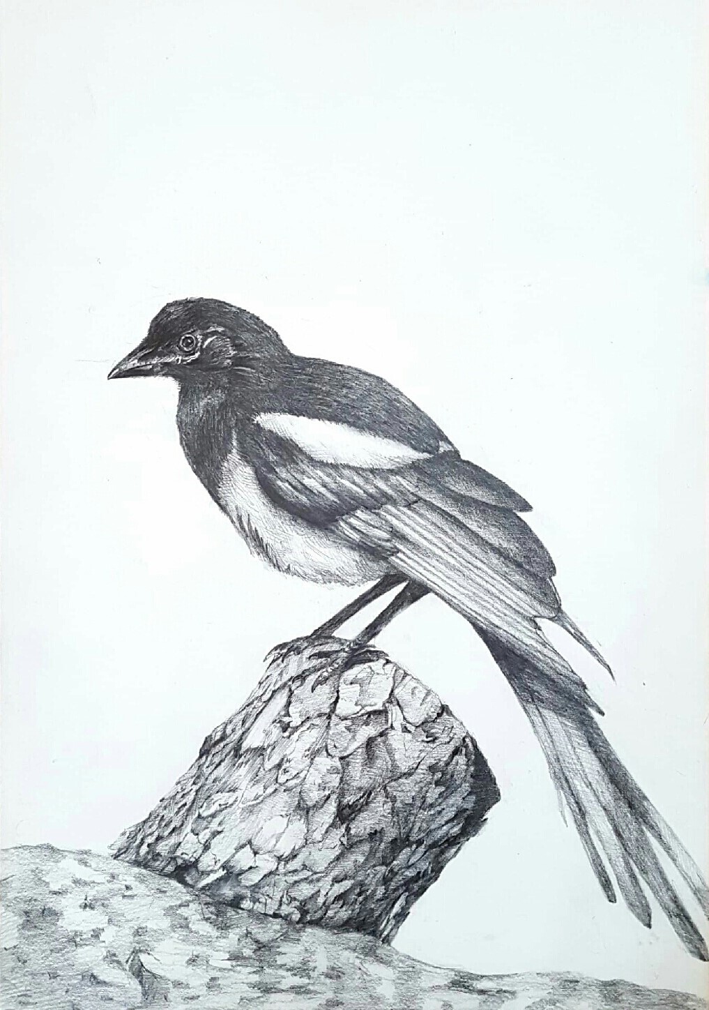 drawing magpie
