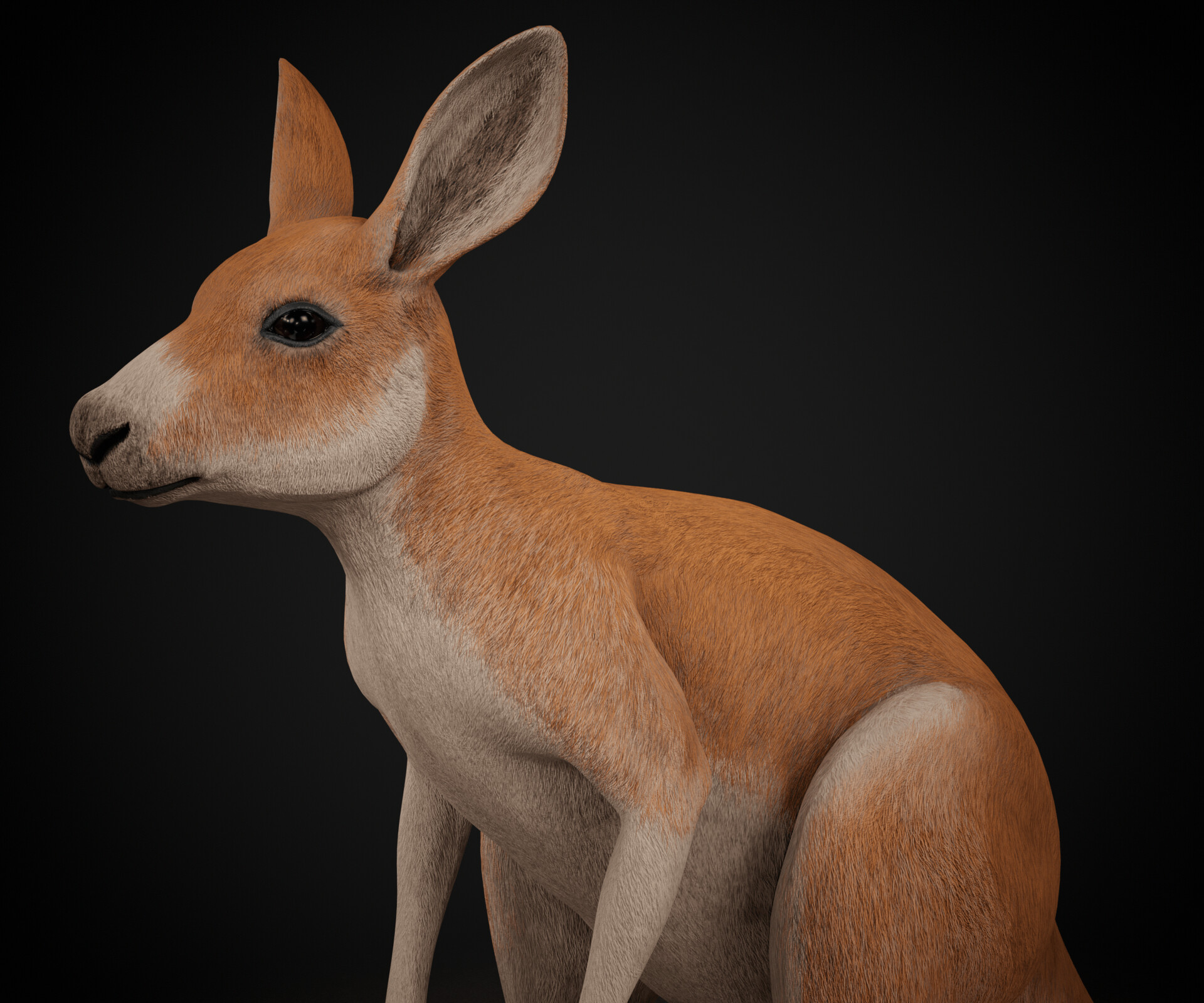 ArtStation - Kangaroo