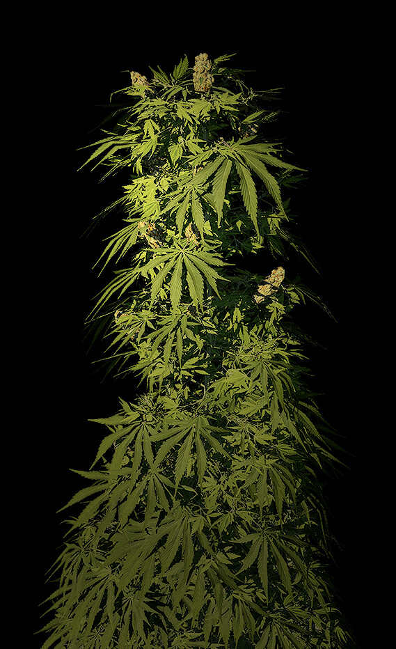 ArtStation - Weed Farm