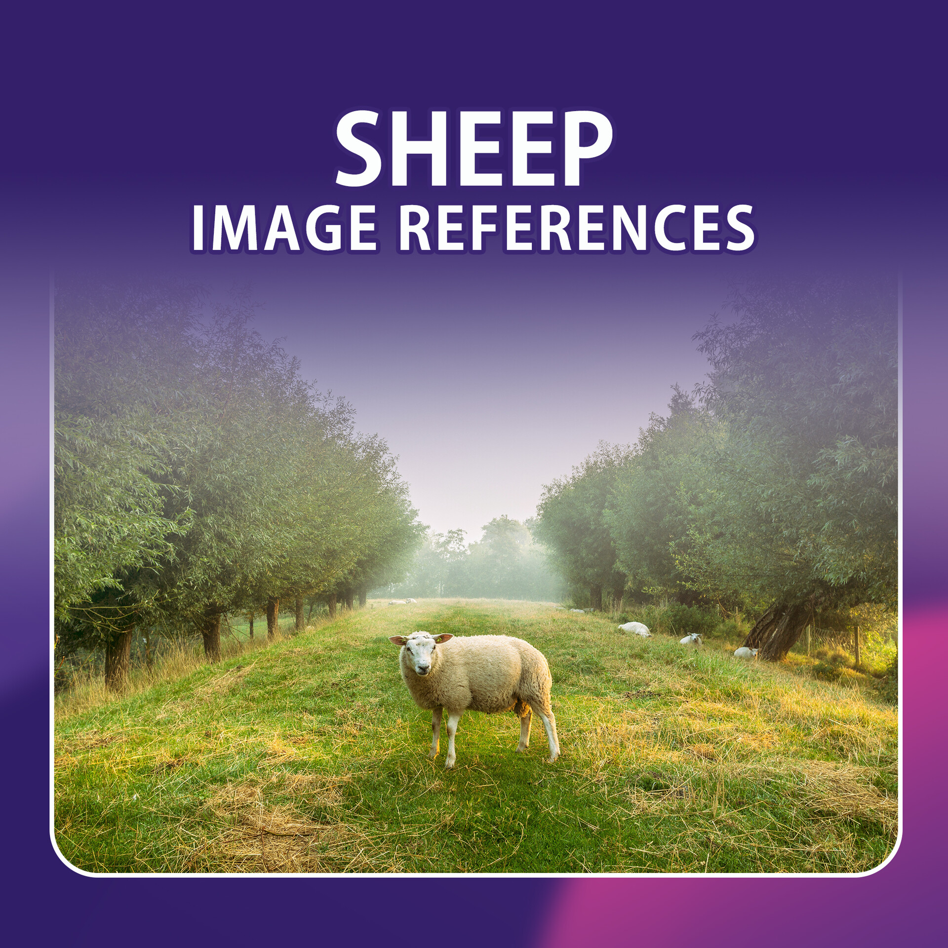 ArtStation - 400 Sheep Reference Pack – Vol 1