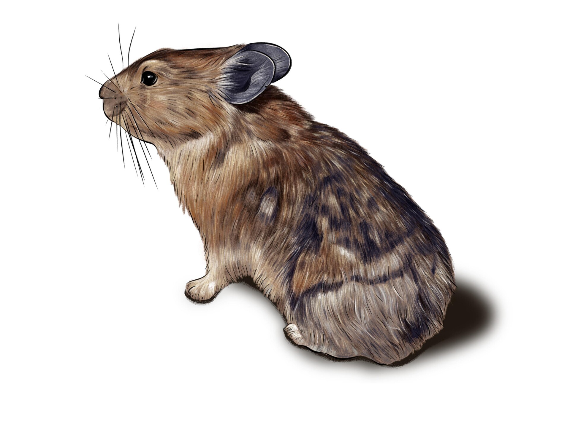 ArtStation - Rodents