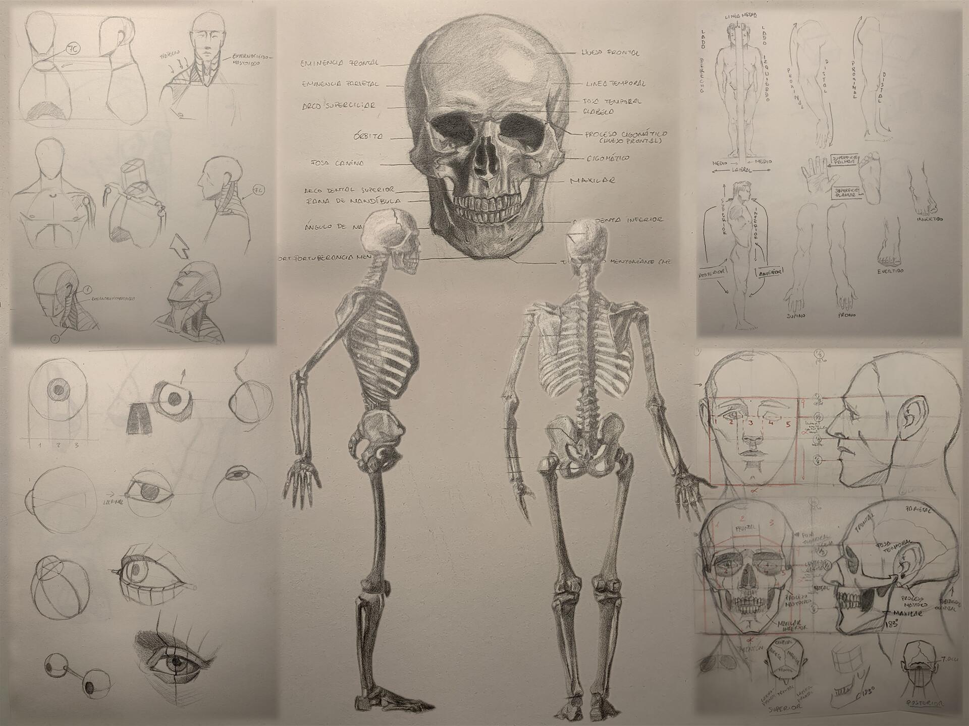 ArtStation - Anatomy notes ("Stephen Rogers Peck - Atlas of Human ...