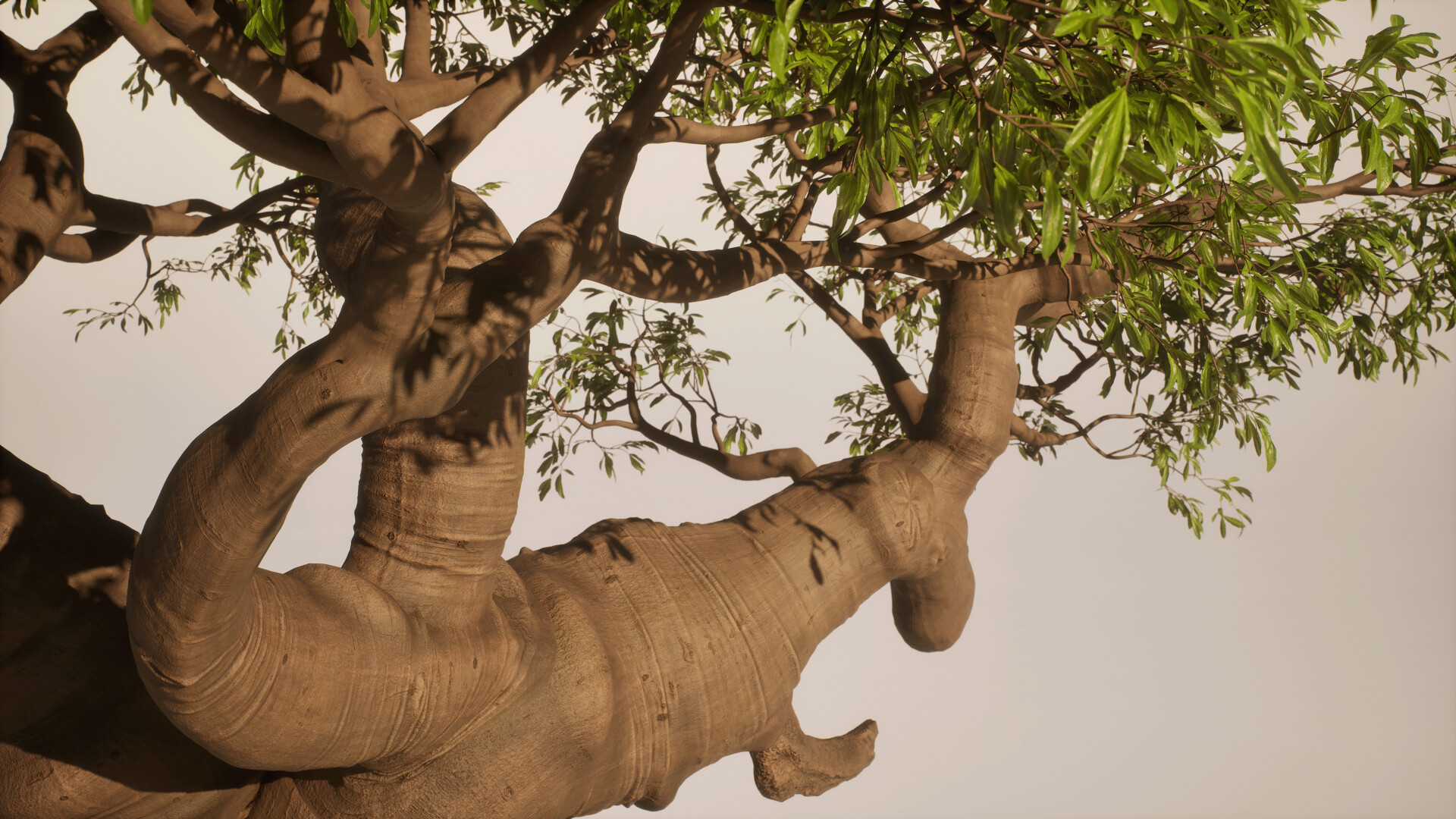 Noah Mingram - Adansonia Grandidieri (Baobab) - Nanite