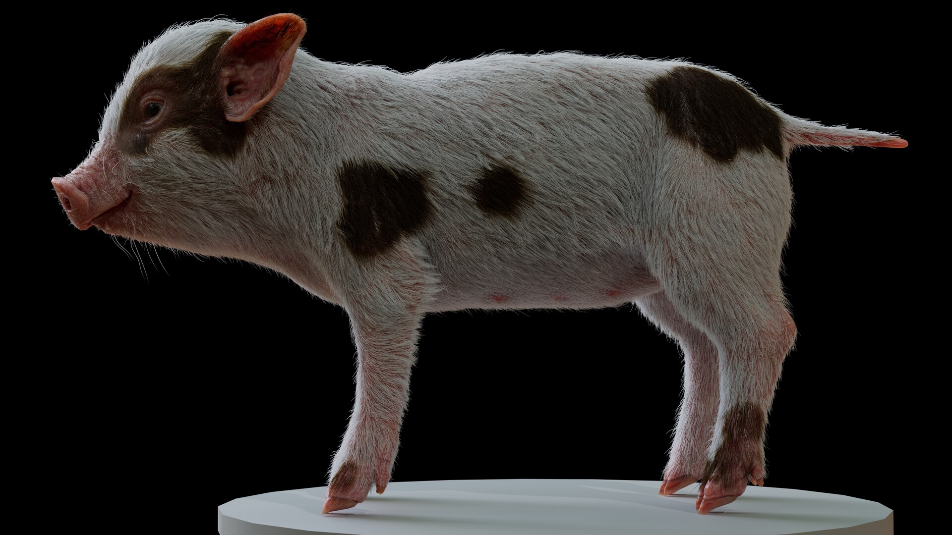 Akshay Mankar - This is 'Piggu' an self project done in my spare time.