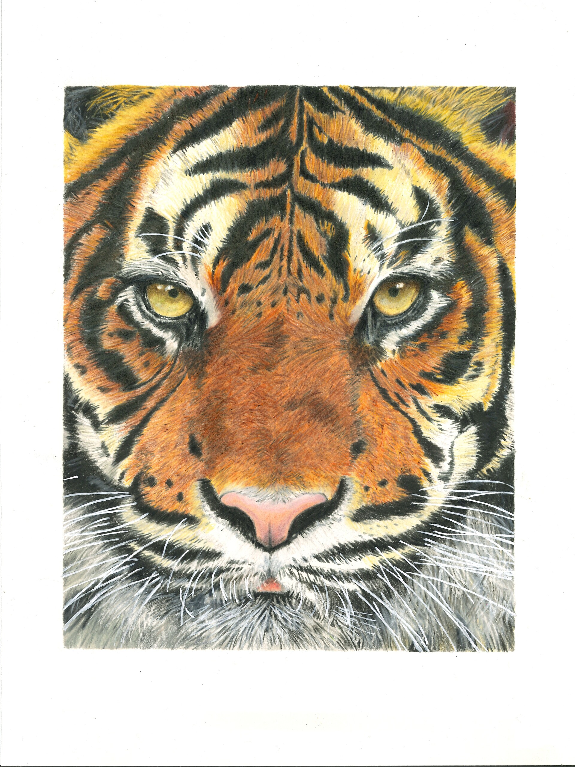 ArtStation - Tiger