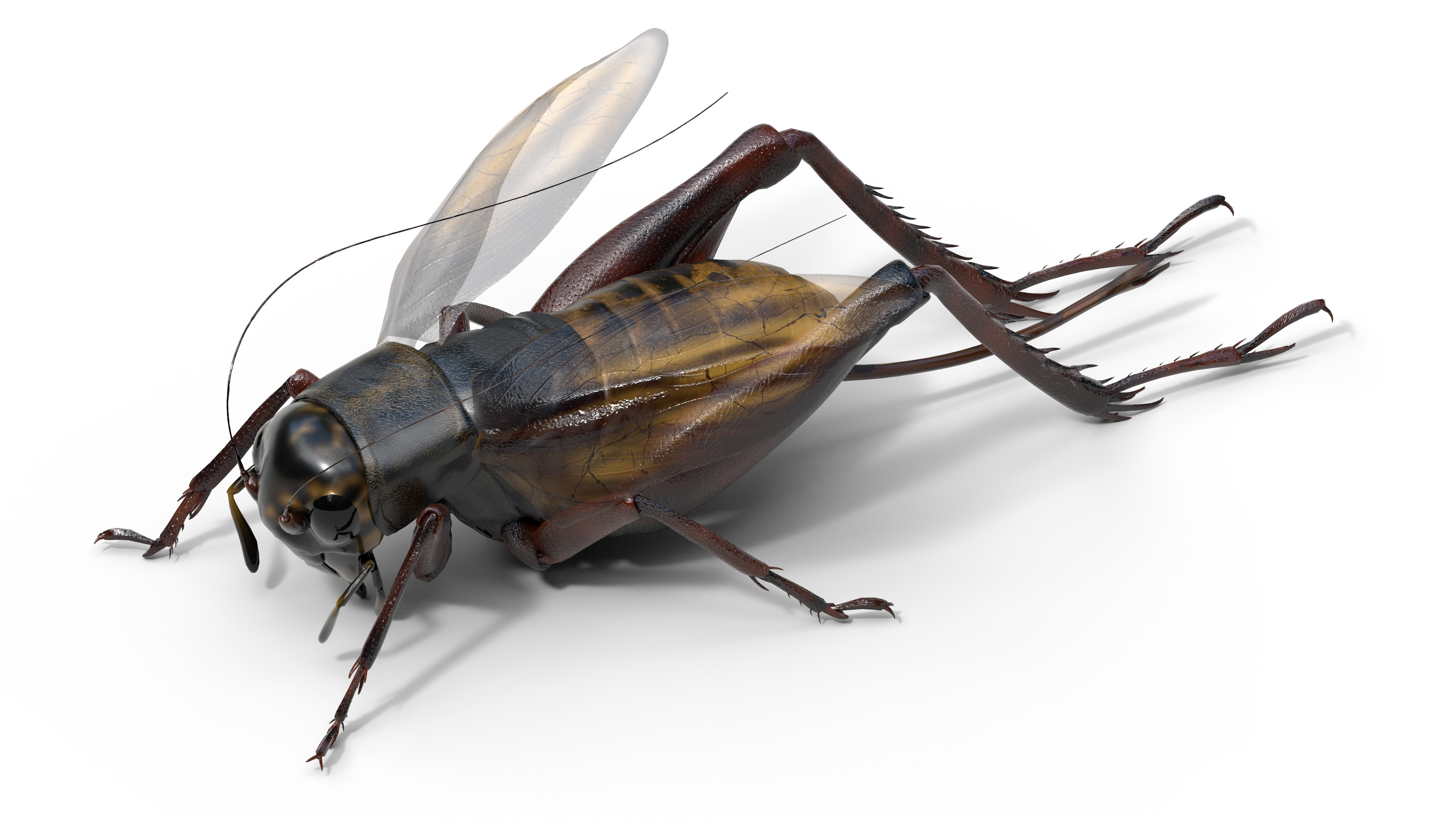 TurboCG - Cricket insect 3d model