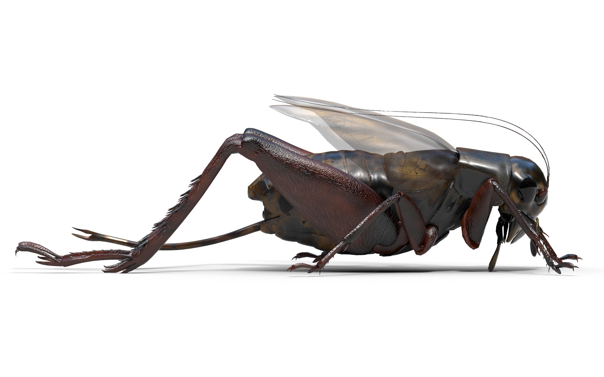 TurboCG - Cricket insect 3d model