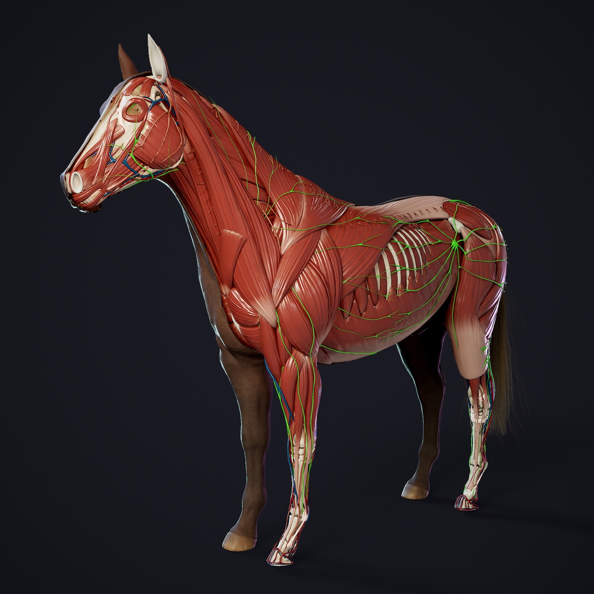 ArtStation - Horse anatomy