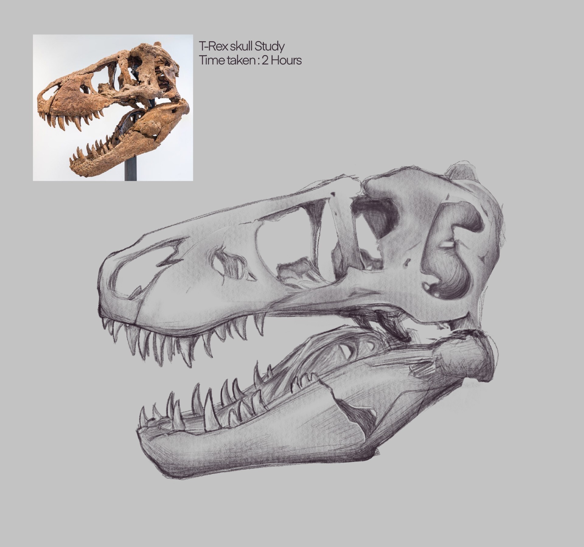 ArtStation - Dinosaur Skull Study