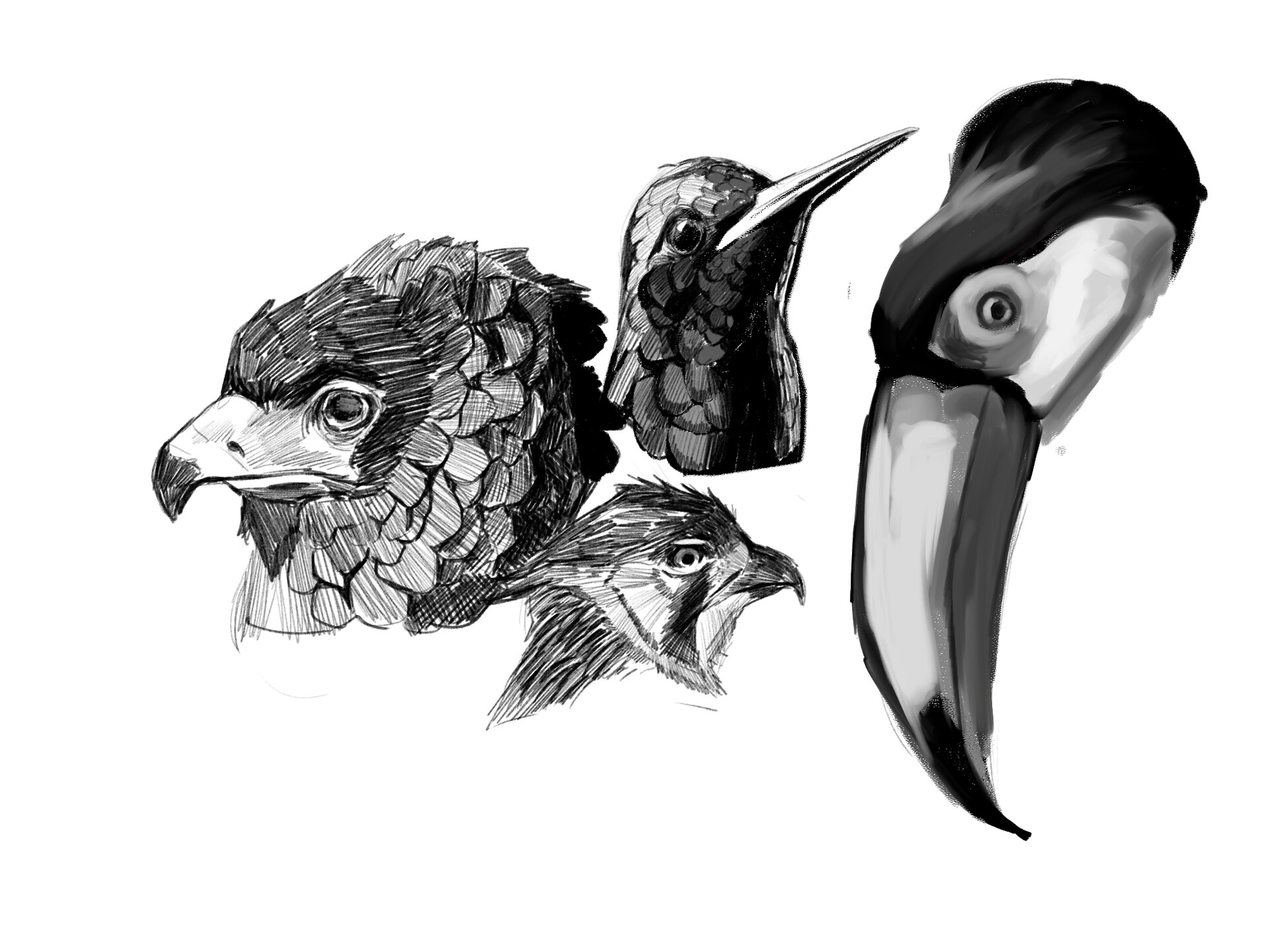ArtStation - Birds Practice
