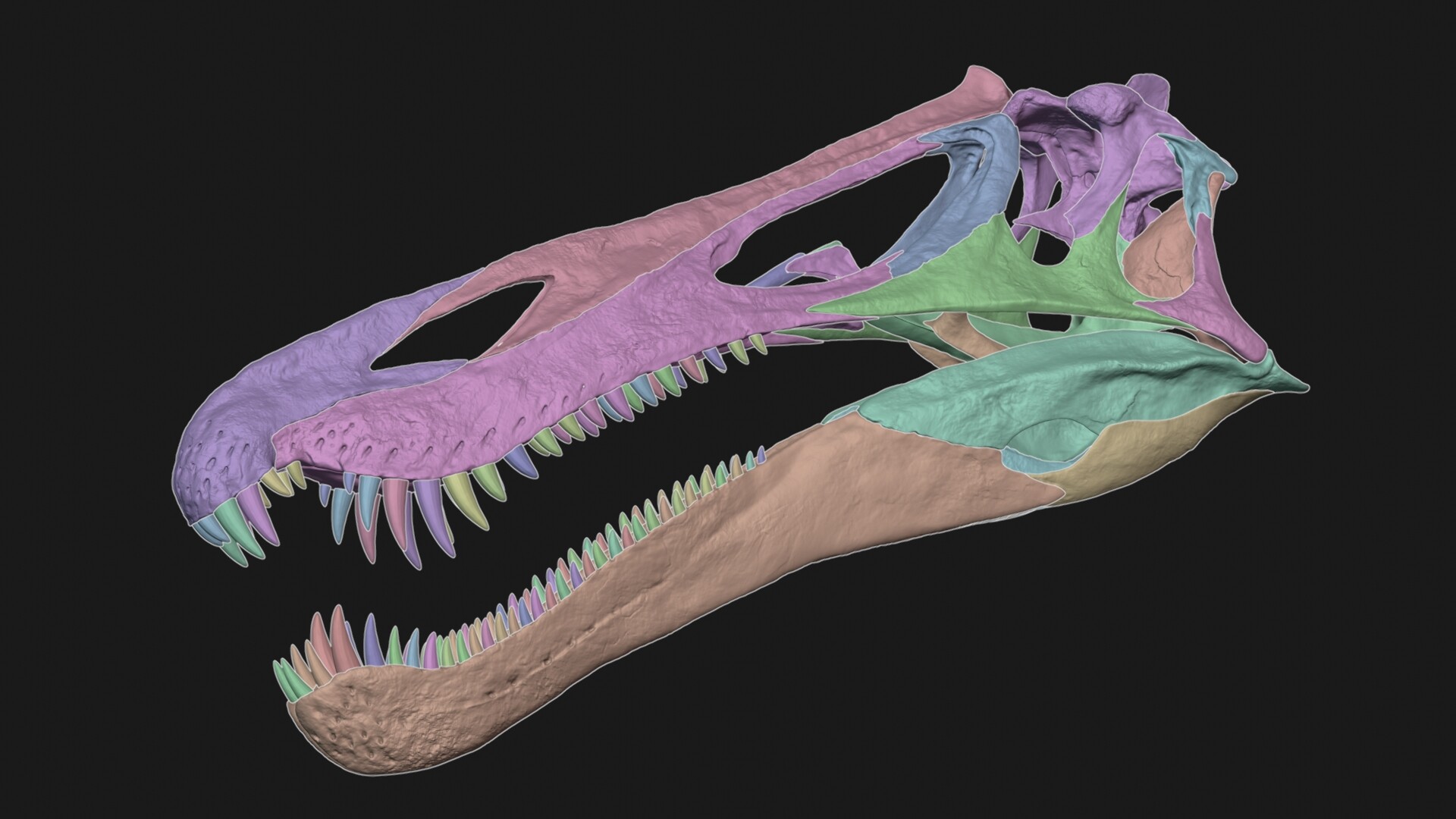 Suchomimus Skull