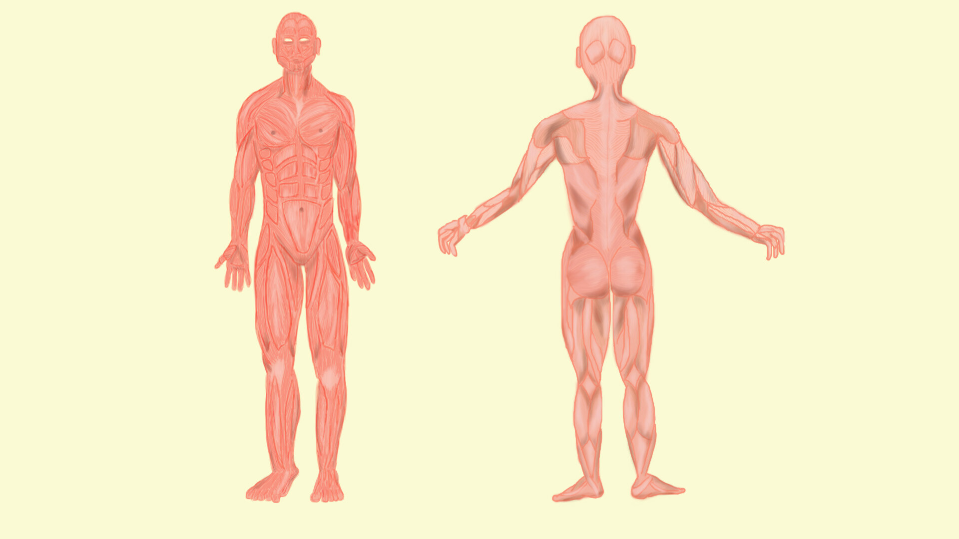 ArtStation - Human anatomy exercise in 2D.