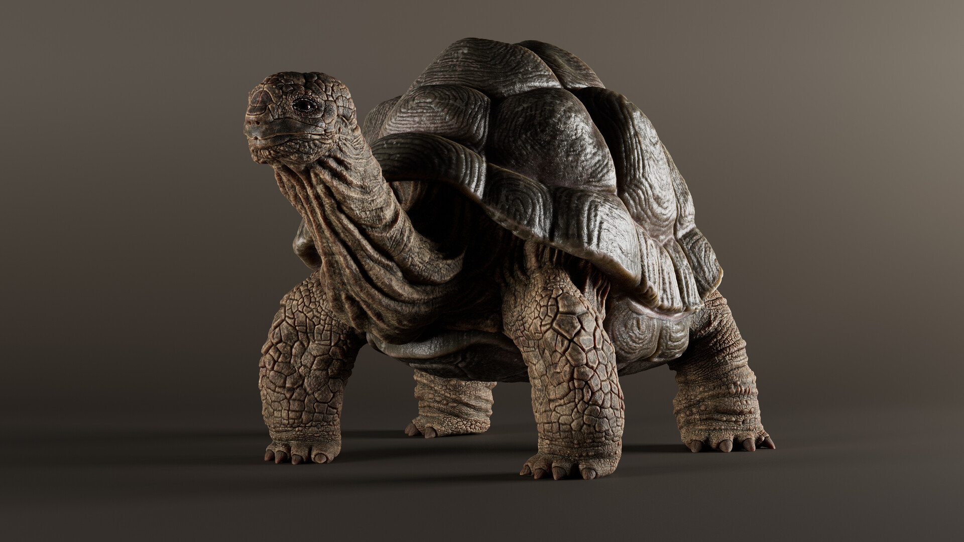 ArtStation - 3D Tortoise