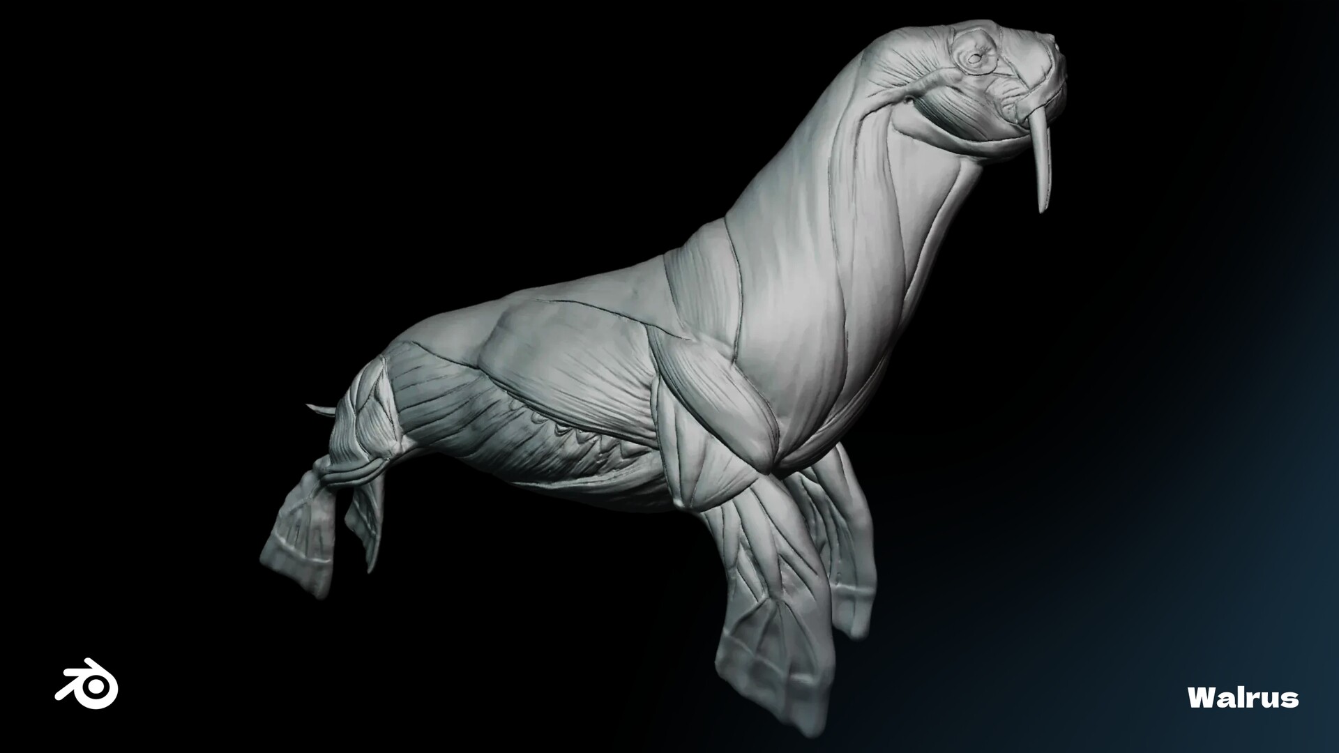 Walrus Anatomy Diagram 5 Socially Selected Structures Like Walrus