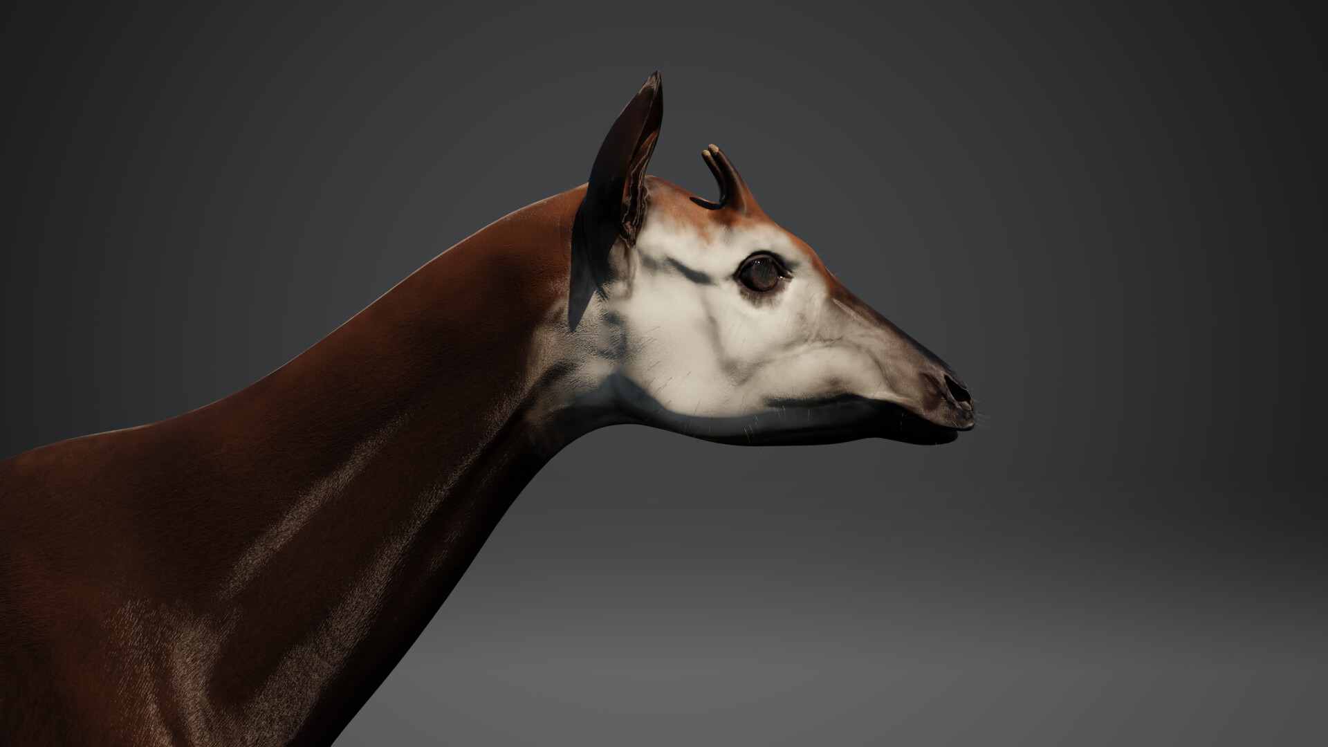 stefano costarelli - Okapi