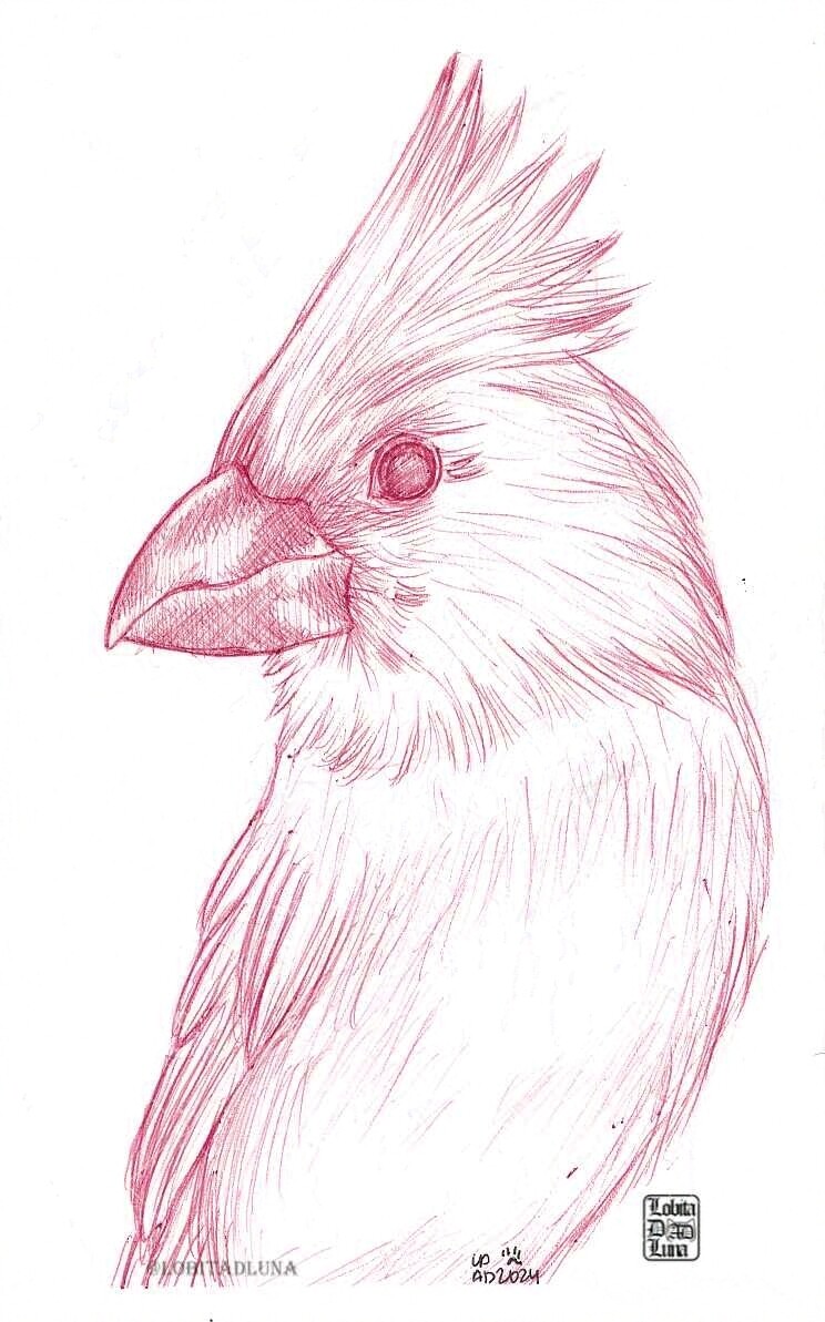 ArtStation - Northen Cardinal