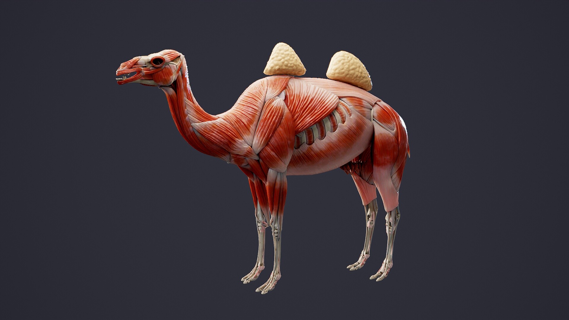 Sergey Egelsky - Camel Anatomy