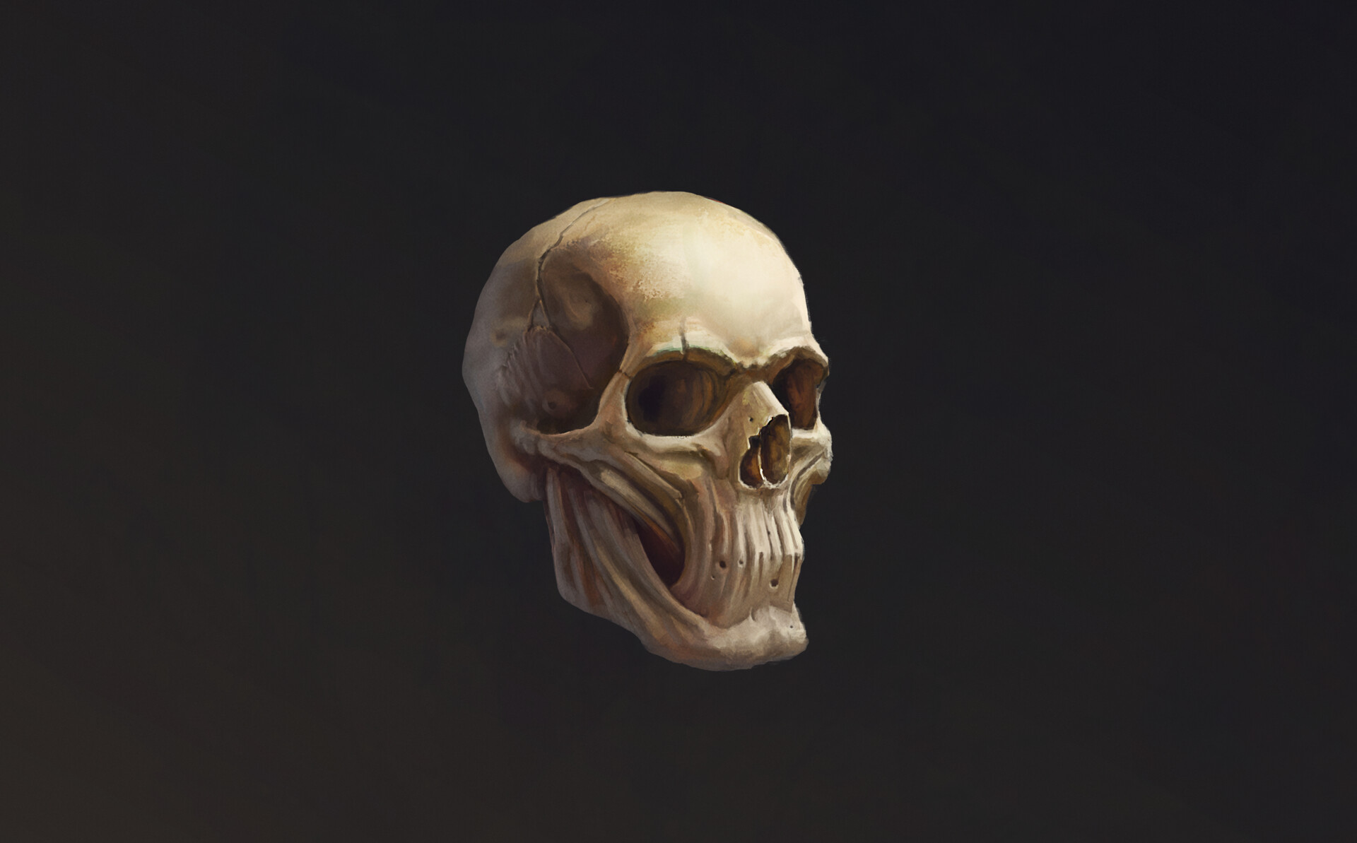 ArtStation - skull