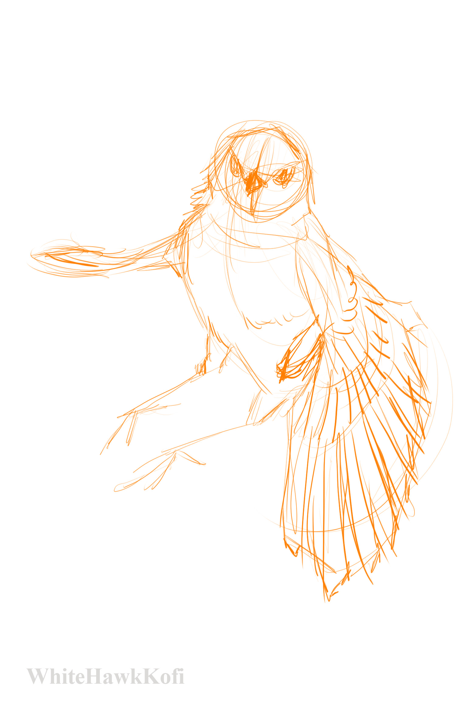 ArtStation - Birds Sketches