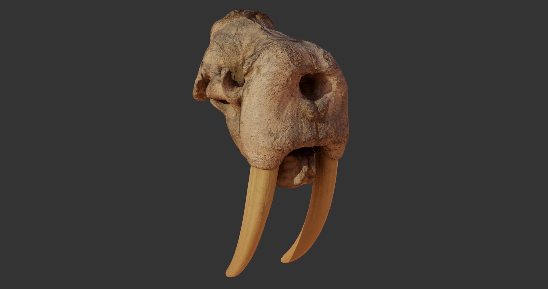 ArtStation - Walrus Skull Retopology