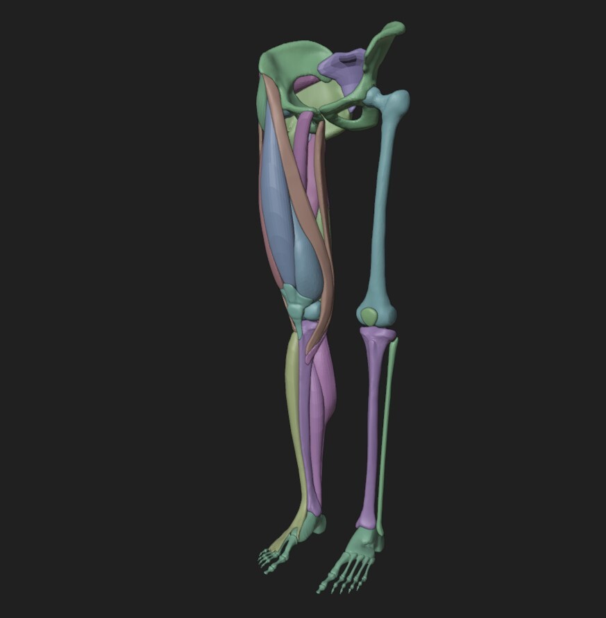ArtStation - Leg anatomy study