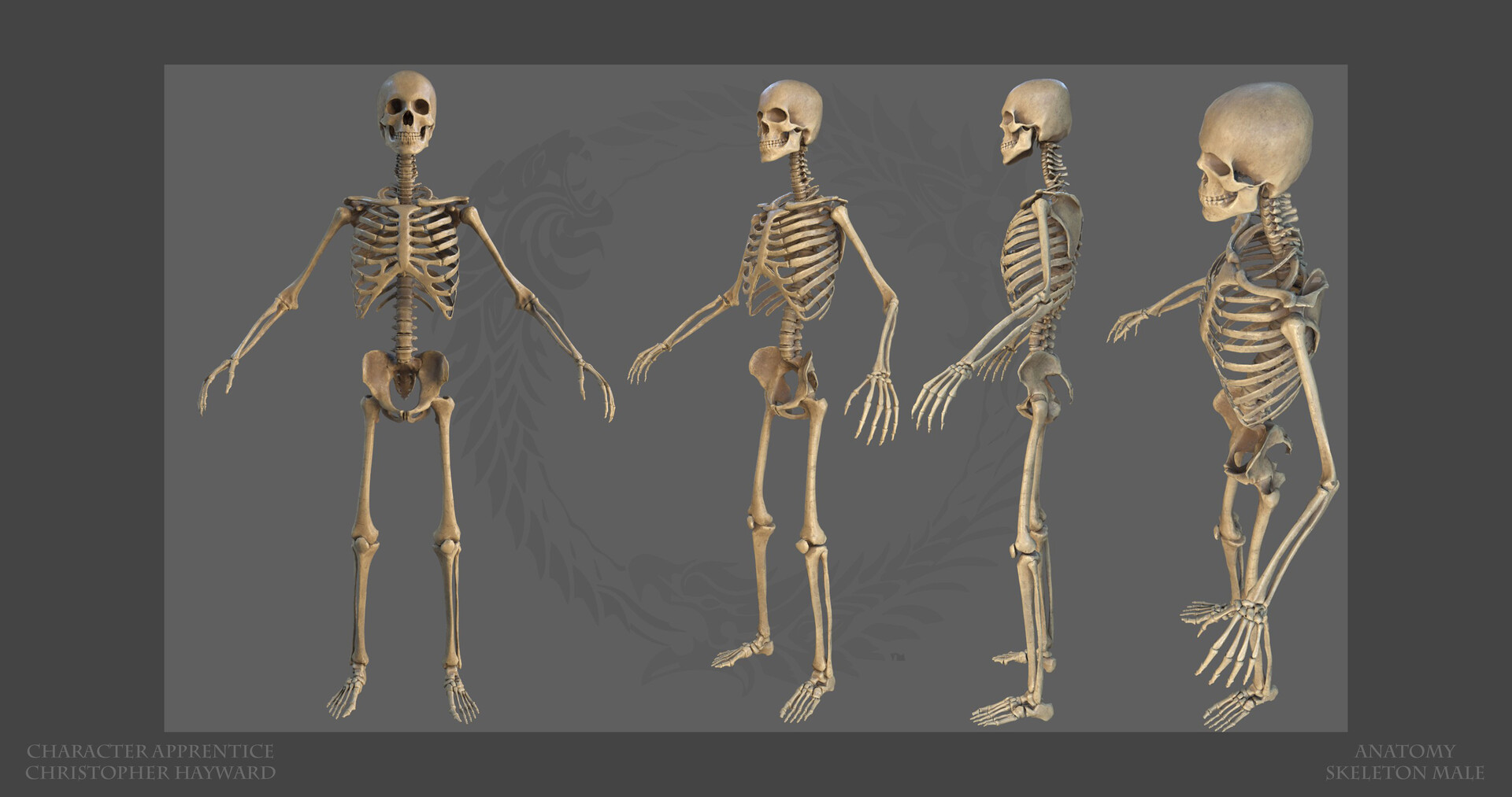 AAA Studios - Anatomy