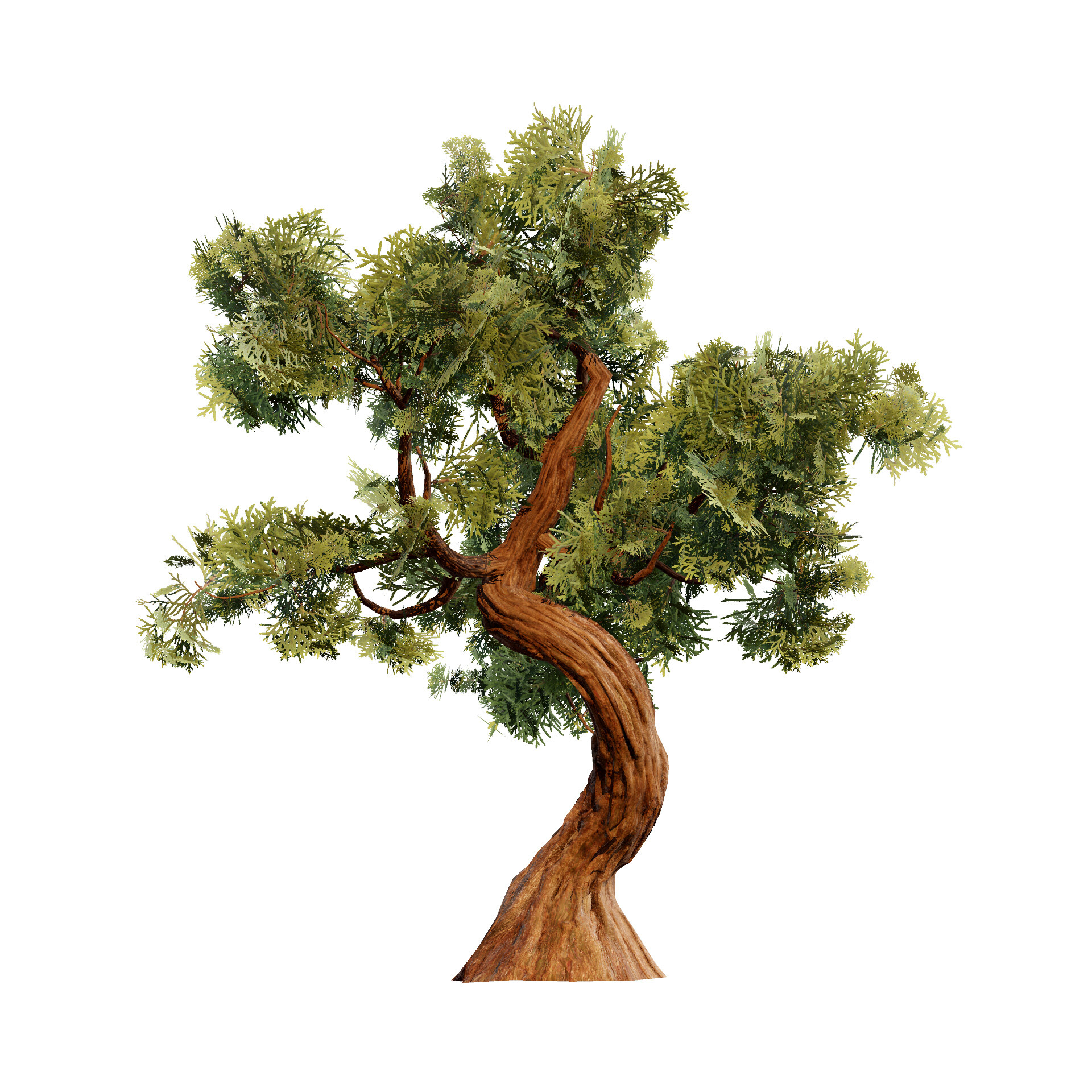 ArtStation - Spiral Juniper Tree 3D Model