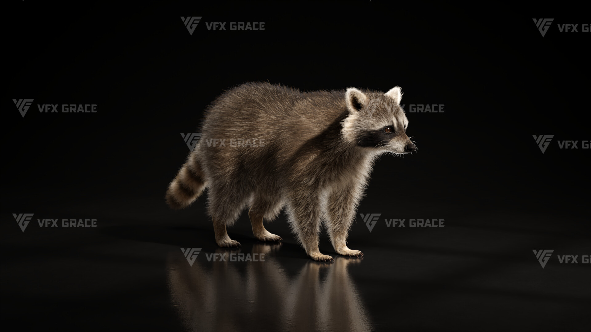 VFX models - Racoon Animation - 3d model