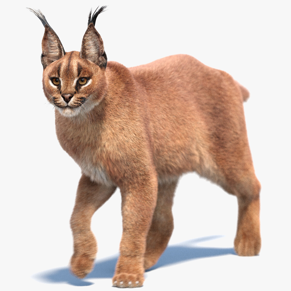 ArtStation - Animated Caracal 3D Model Fur