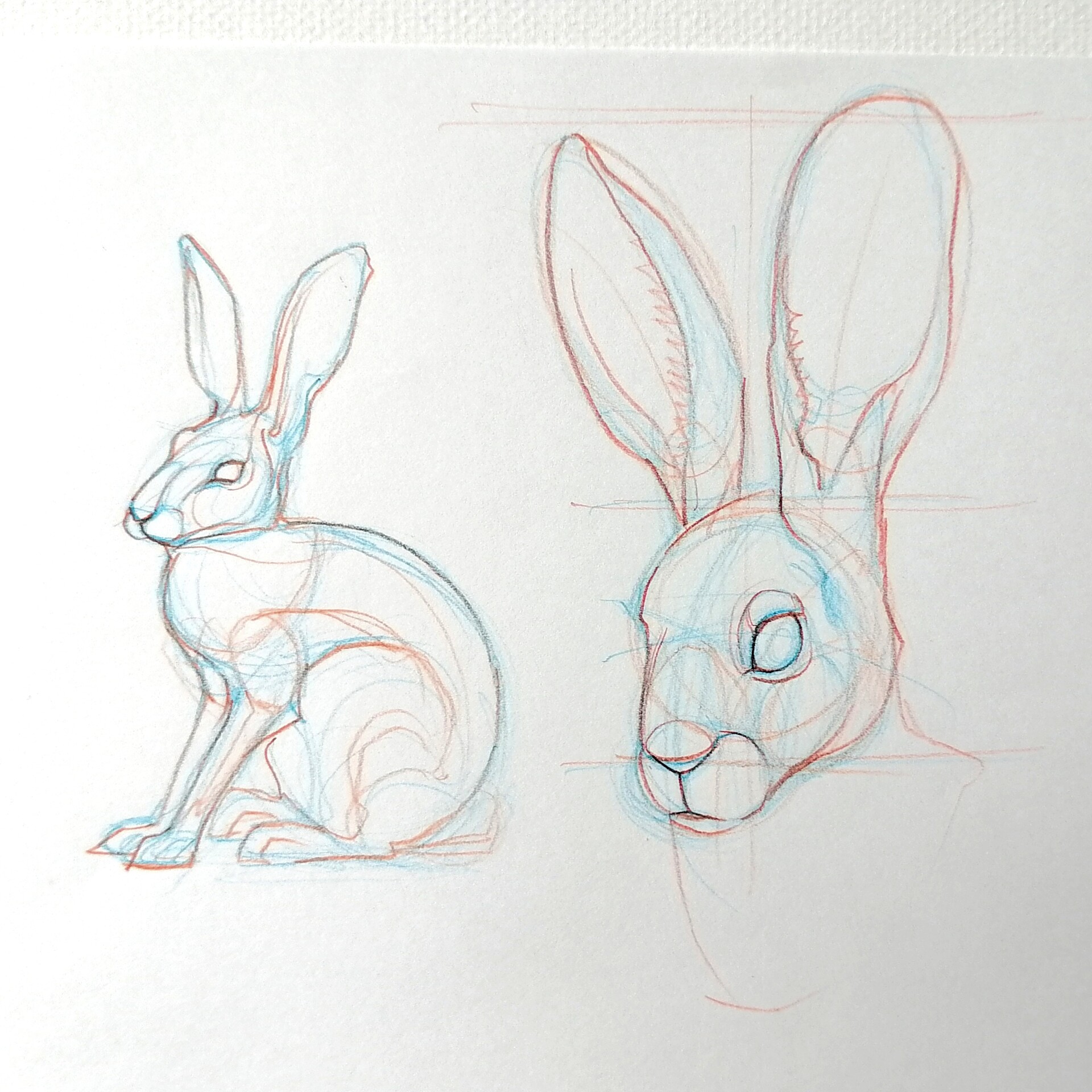 ArtStation - Anatomy Sketches: the Hare's Head
