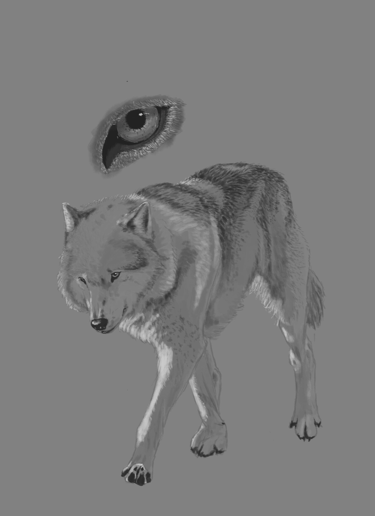 ArtStation - Wolf Study!