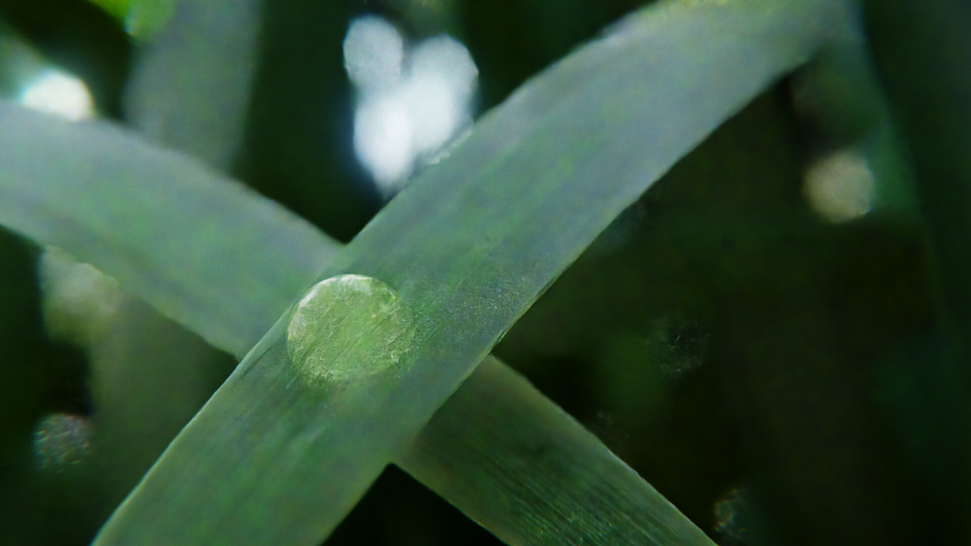 ArtStation - Dew-Kissed Leaf