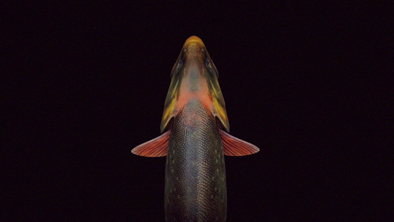 ArtStation - Arctic Char (Spawning)