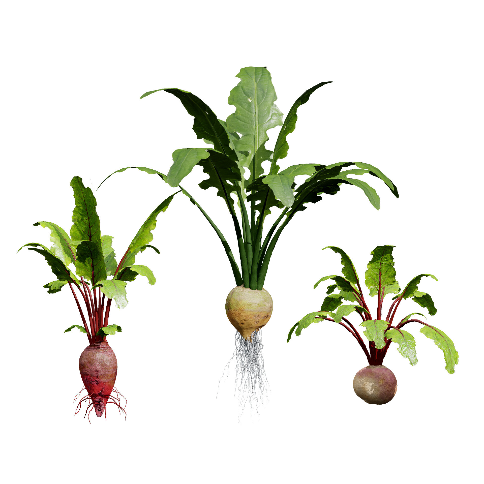 ArtStation - Beet Plant 3D Model