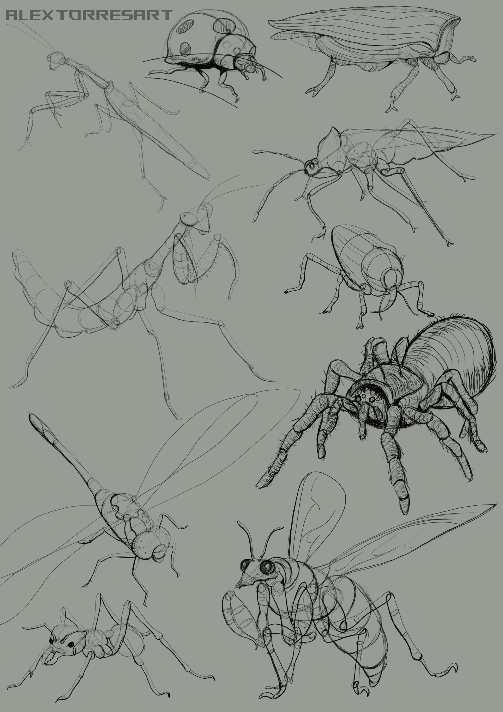 ArtStation - Bugs Sketch 1