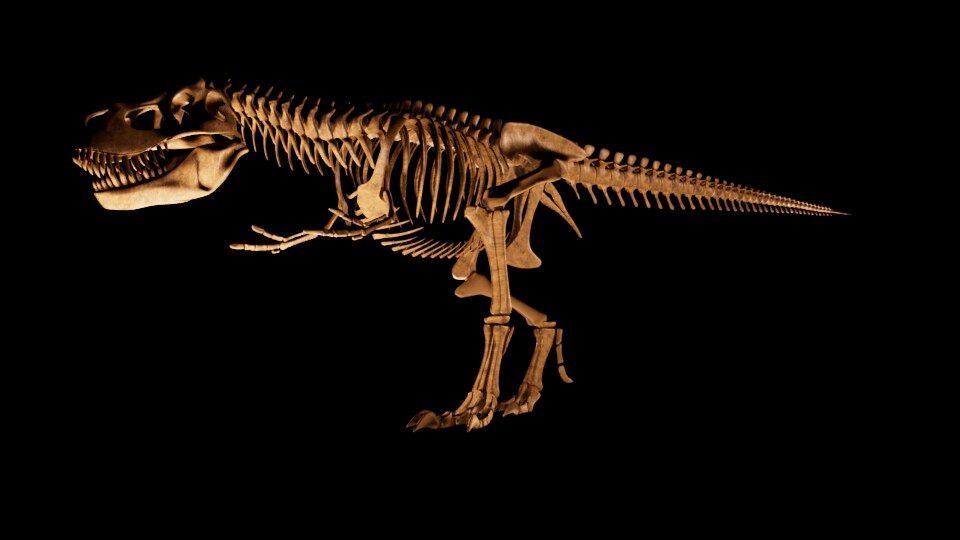 ArtStation - T-Rex Skeleton – 3D Model