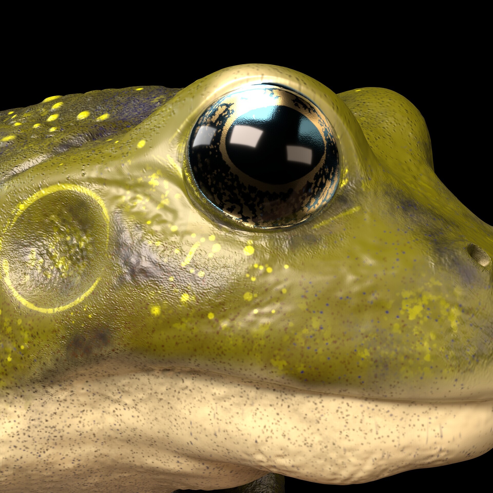 ArtStation - Realistic Frog