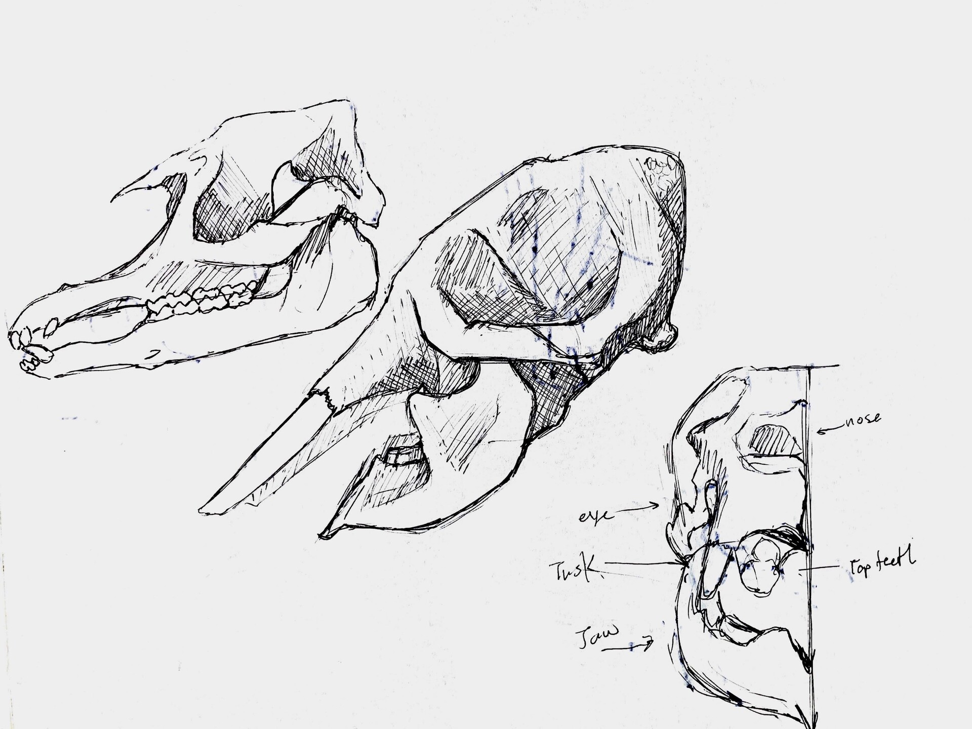 ArtStation - Elephant, Tapir and Babirusa Skull Study