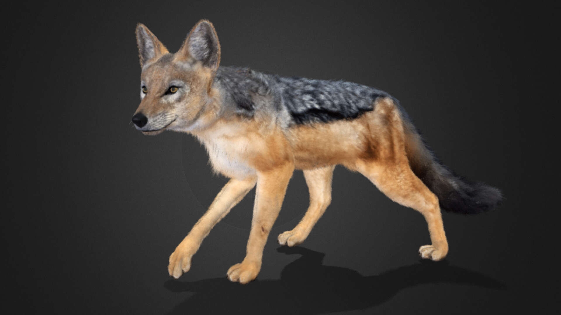 ArtStation - Jackal Realistic Animated