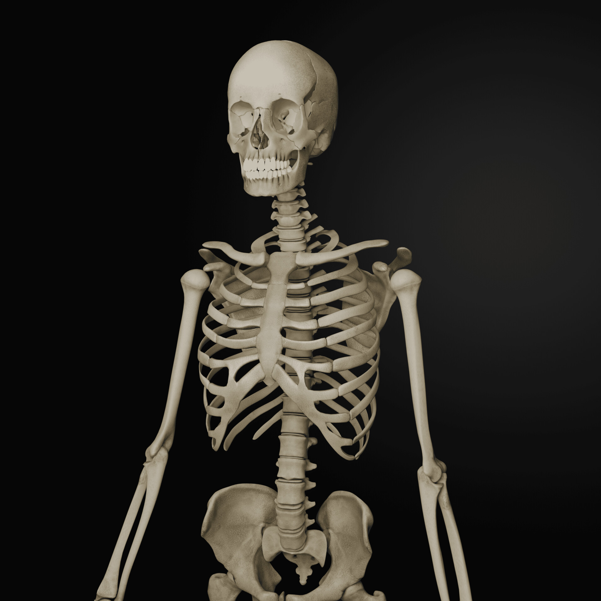 ArtStation - Skeletal System