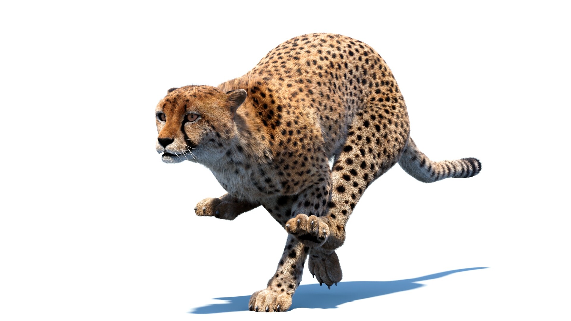 cheetah 3d