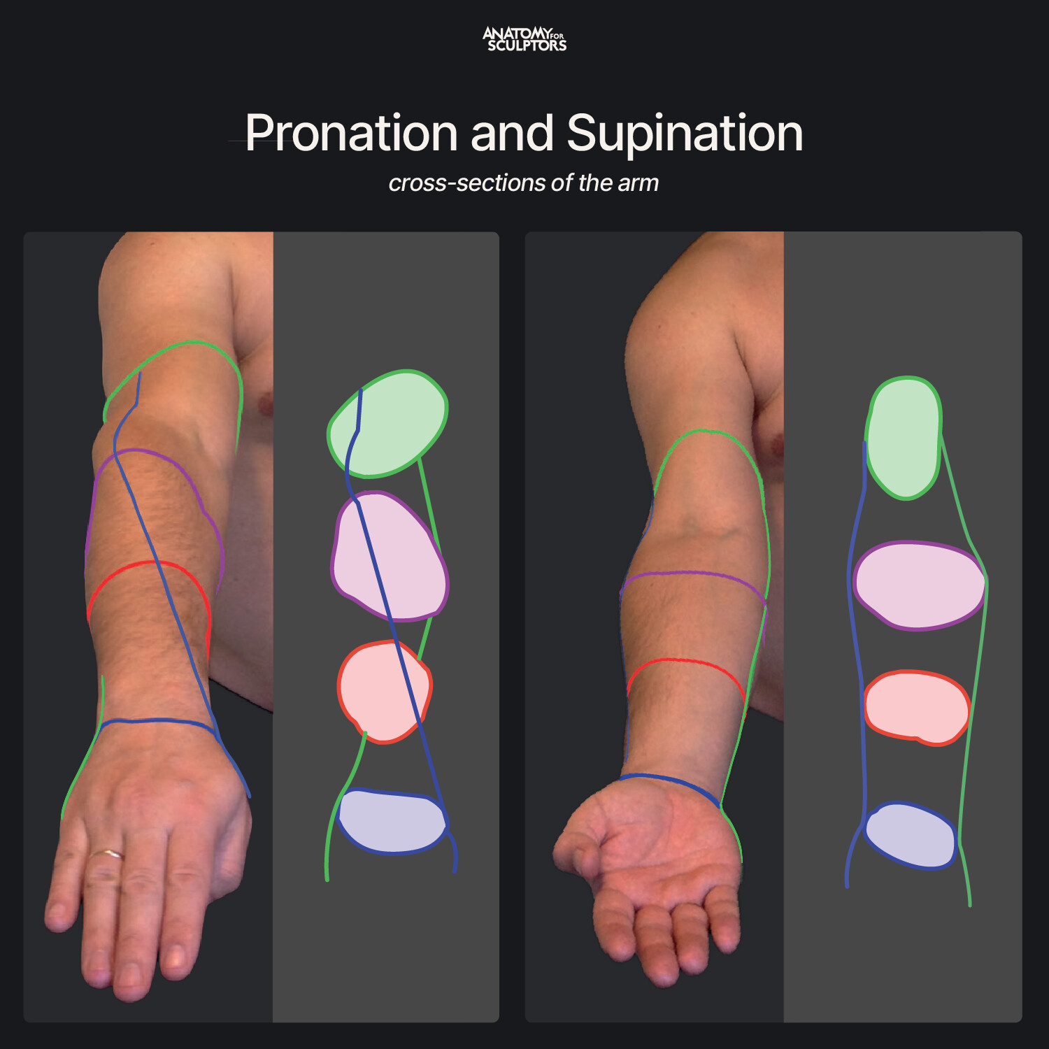 ArtStation - Pronation and Supination cross-sections