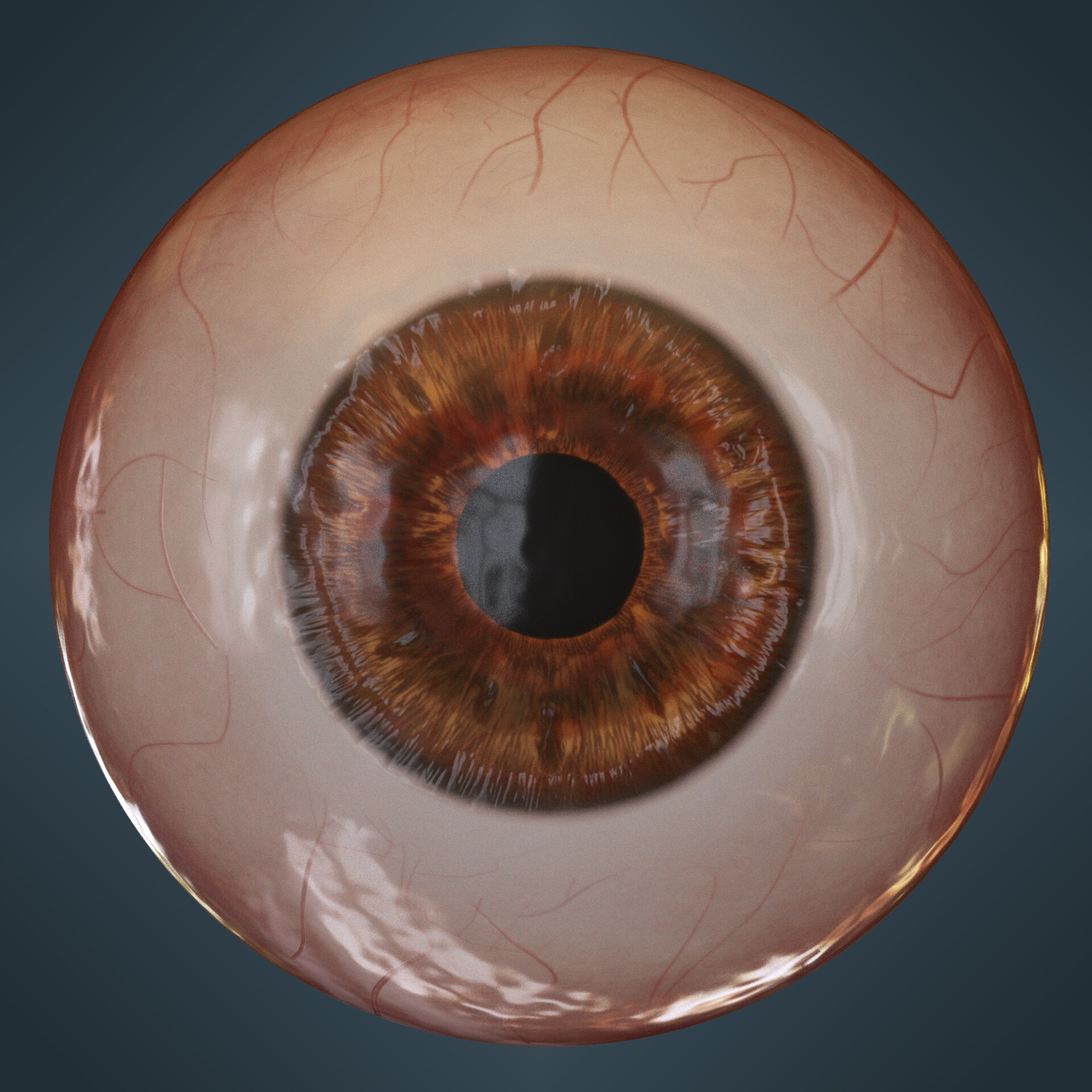 Thomi Castro - Brown eye