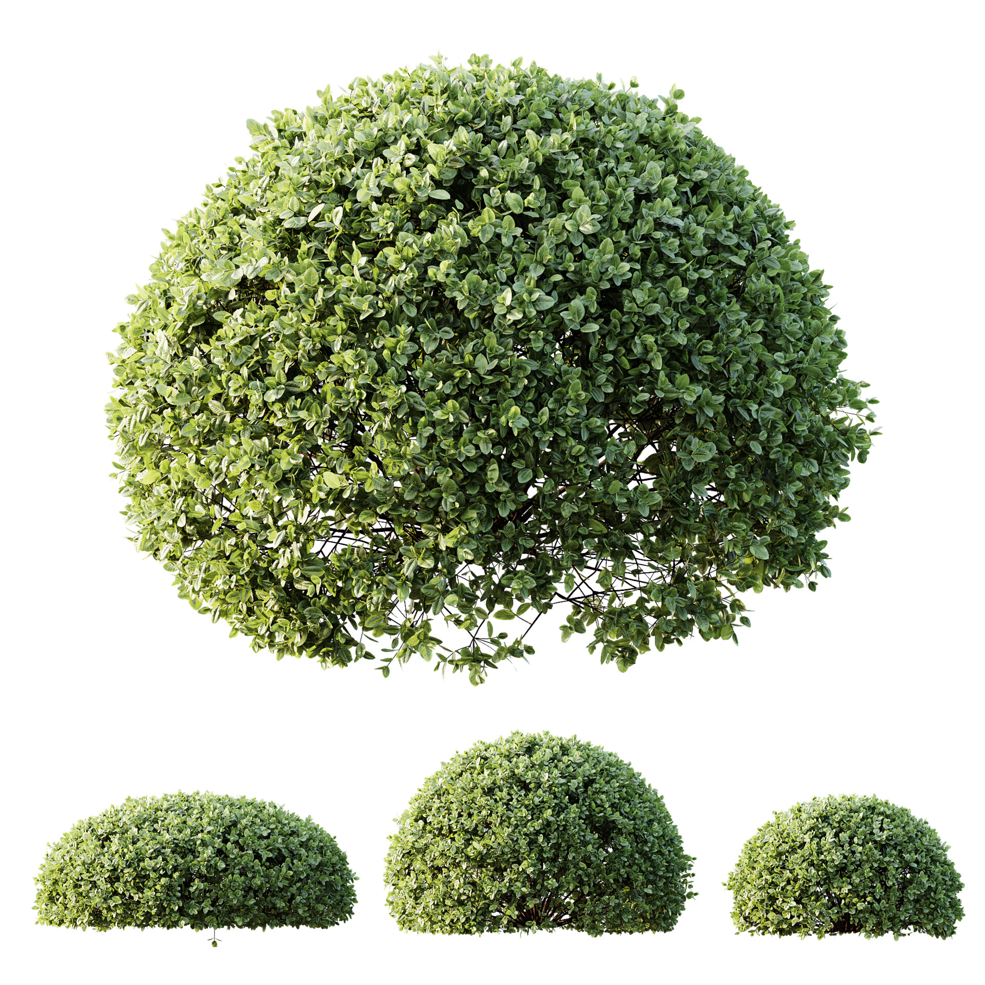 PANDORA Land - AV Plant Pittosporum Tobira Tenuifolium Shrub Buxus ...