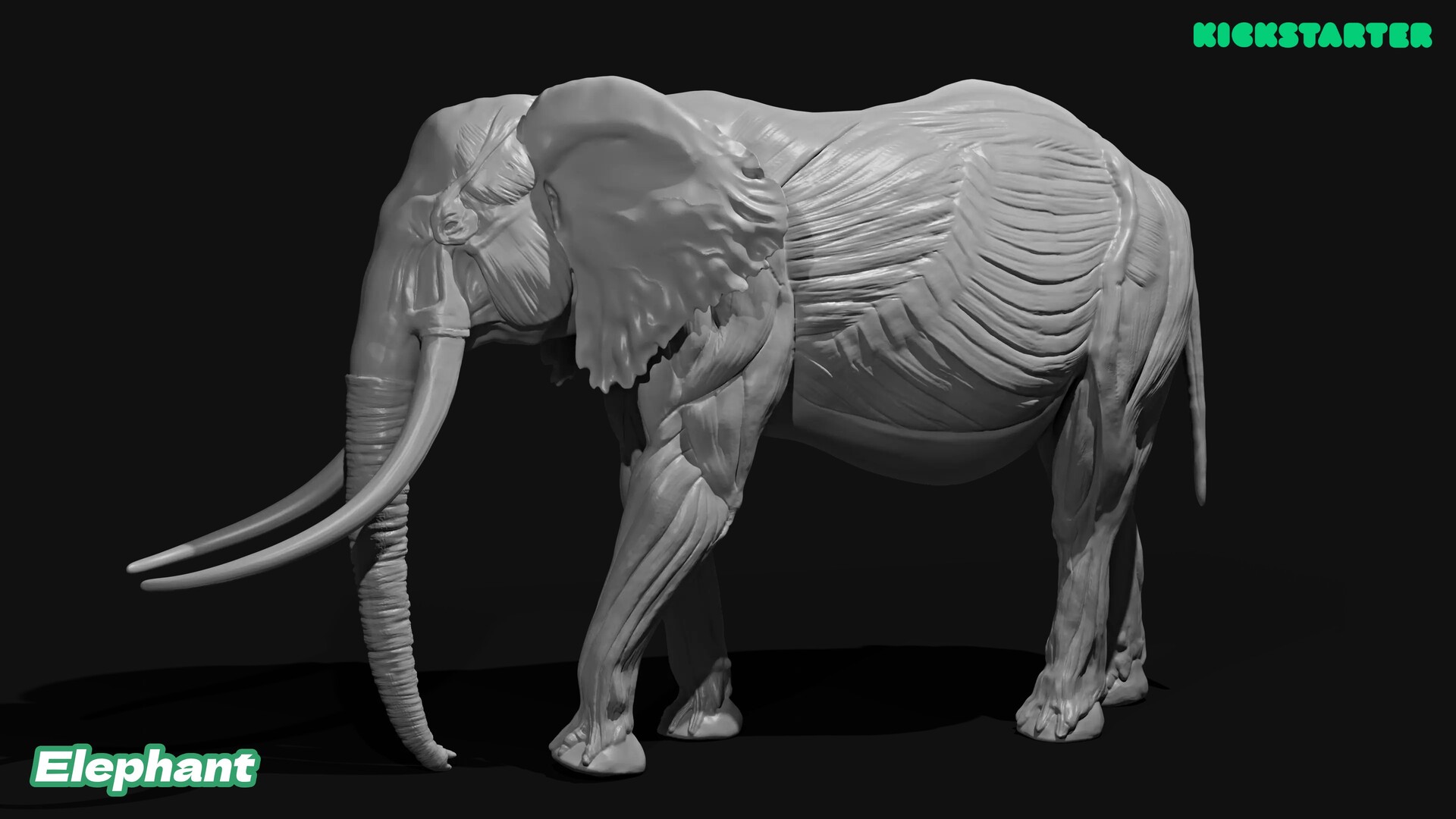 ArtStation - Elephant Anatomy In ZBrush