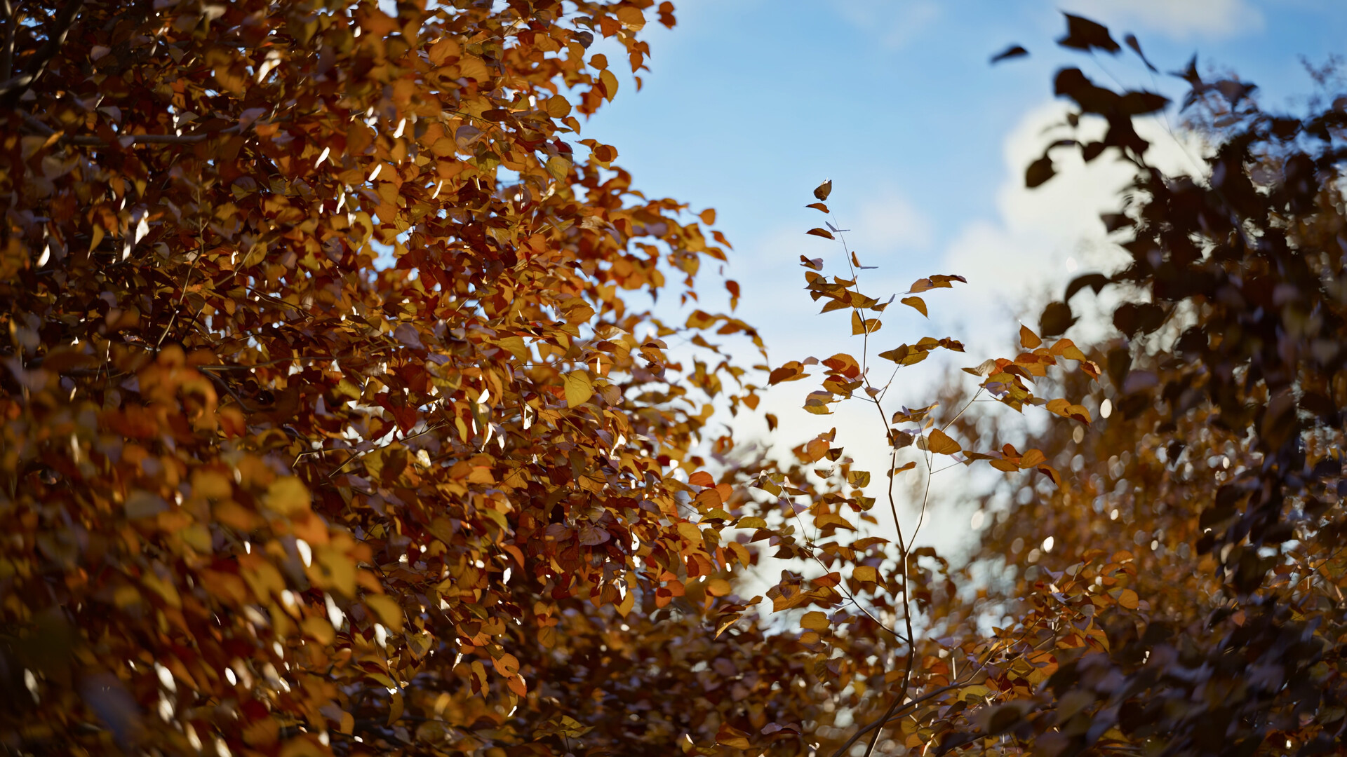 Evermotion Studio - Realistic trees - Archmodels vol. 299