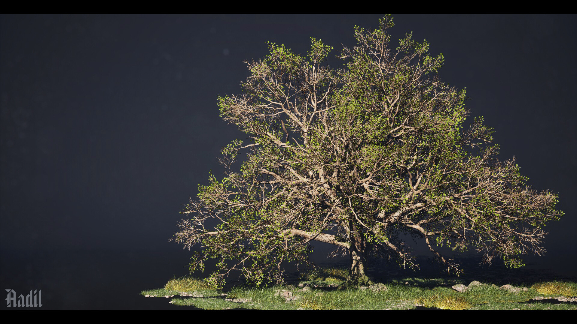 Aadil Sharif - Elm Tree