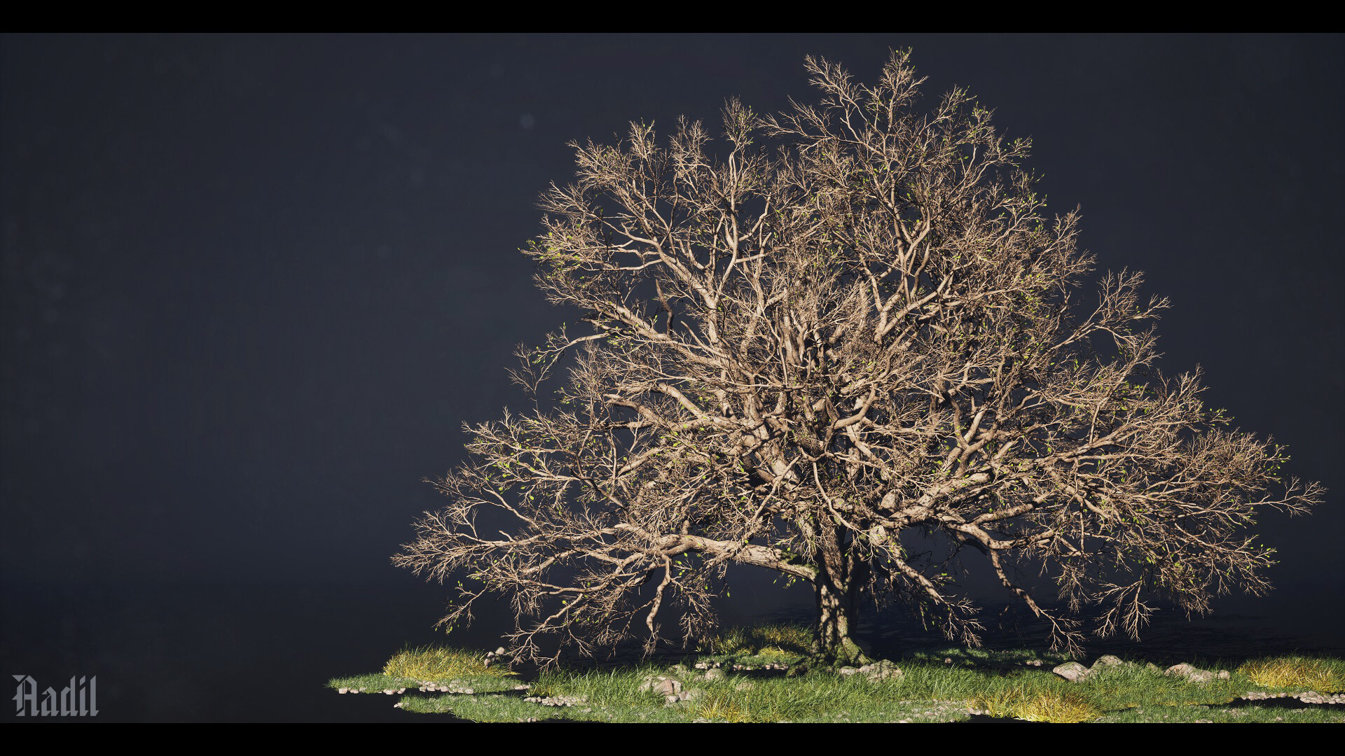 Aadil Sharif - Elm Tree